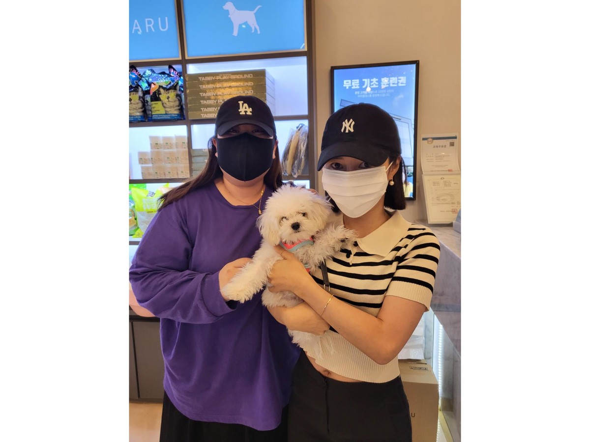 천안 2022 0095 비숑프리제 떠기 책임분양 하이랜드폴드책임분양 애완견책임분양 반려견책임분양 소형견키우는방법 중형견키우는방법 대형견키우는방법 미니비숑프리제키우는방법