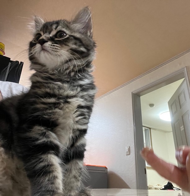 노원 2022 0100 먼치킨 롱레그 지지 책임분양 푸숑책임분양 노르웨이숲책임분양 데본렉스책임분양 뱅갈책임분양 샴책임분양 셀커크렉스책임분양 스핑크스책임분양 아메리칸숏헤어