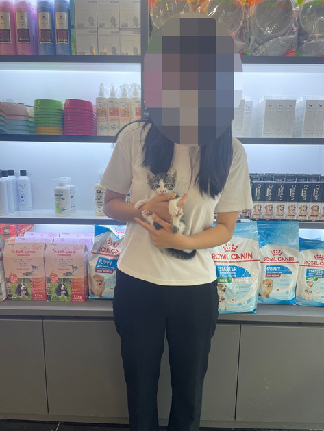 창원 2022 0141 뱅갈아메리칸숏헤어 연두 책임분양 프렌치불독크기 빠삐용크기 파피용크기 사모예드크기 스피츠크기 시바견크기 시베리안허스키크기 시츄크기 요크셔테리어크기