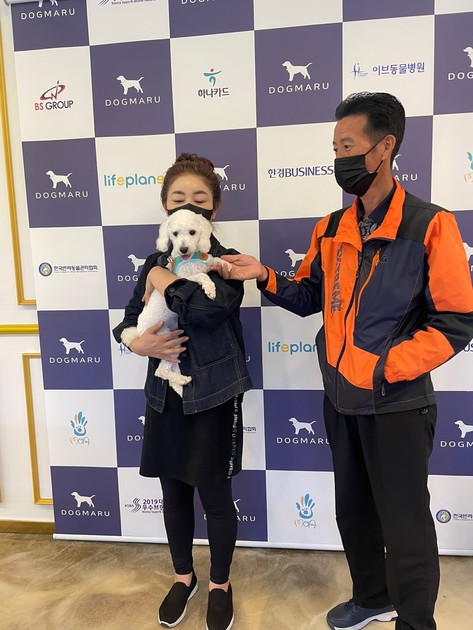 일산 2022 0089 푸들 감자 책임분양 프렌치불독크기 빠삐용크기 파피용크기 사모예드크기 스피츠크기 시바견크기 시베리안허스키크기 시츄크기 요크셔테리어크기 웰시코기크기