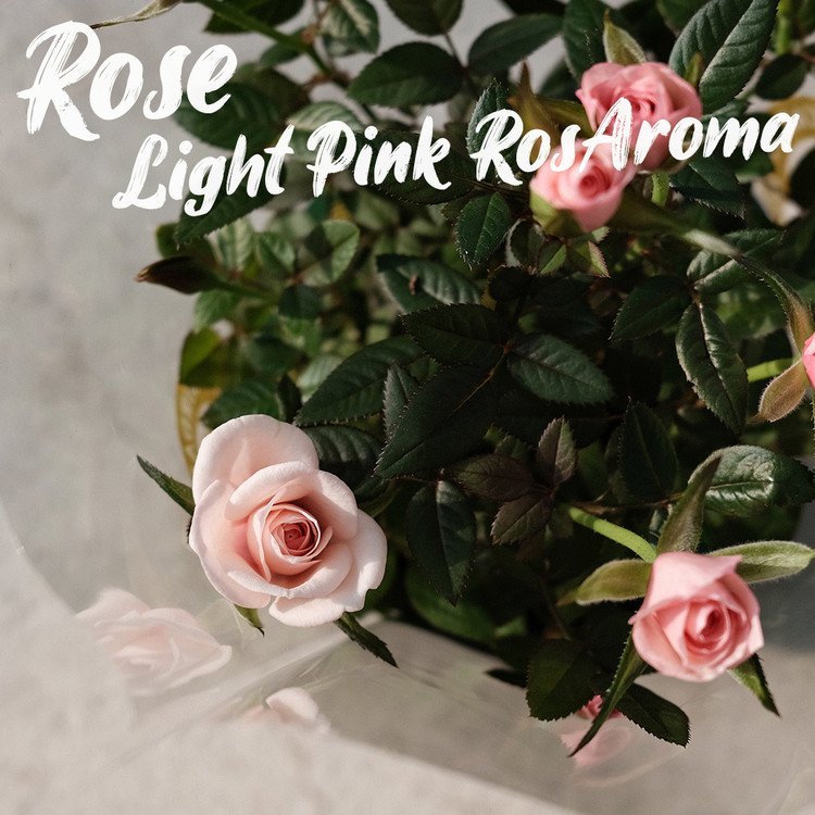 라이트 핑크 로스아로마® / Light Pink RosAroma® 향장미 향기 꽃키우기 베란다정원