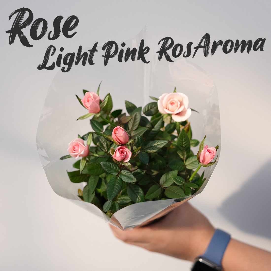 라이트 핑크 로스아로마® / Light Pink RosAroma® 향장미 향기 꽃키우기 베란다정원