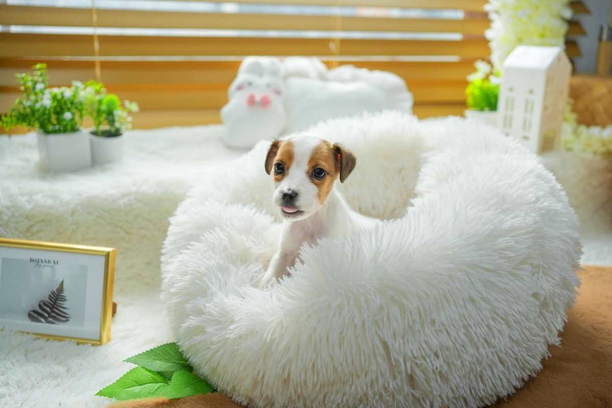 잭러셀테리어분양 사랑스러운 애기 강아지 밍밍 웰시코기분양 프렌치불독분양 보스턴테리어분양 이탈리안그레이하운드분양 베들링턴테리어분양 셔틀랜드쉽독분양 코카스파니엘분양 퍼그분양