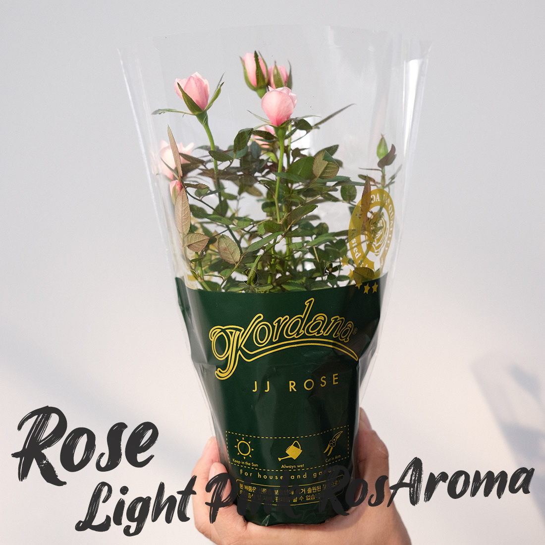 라이트 핑크 로스아로마® / Light Pink RosAroma® 향장미 향기 꽃키우기 베란다정원