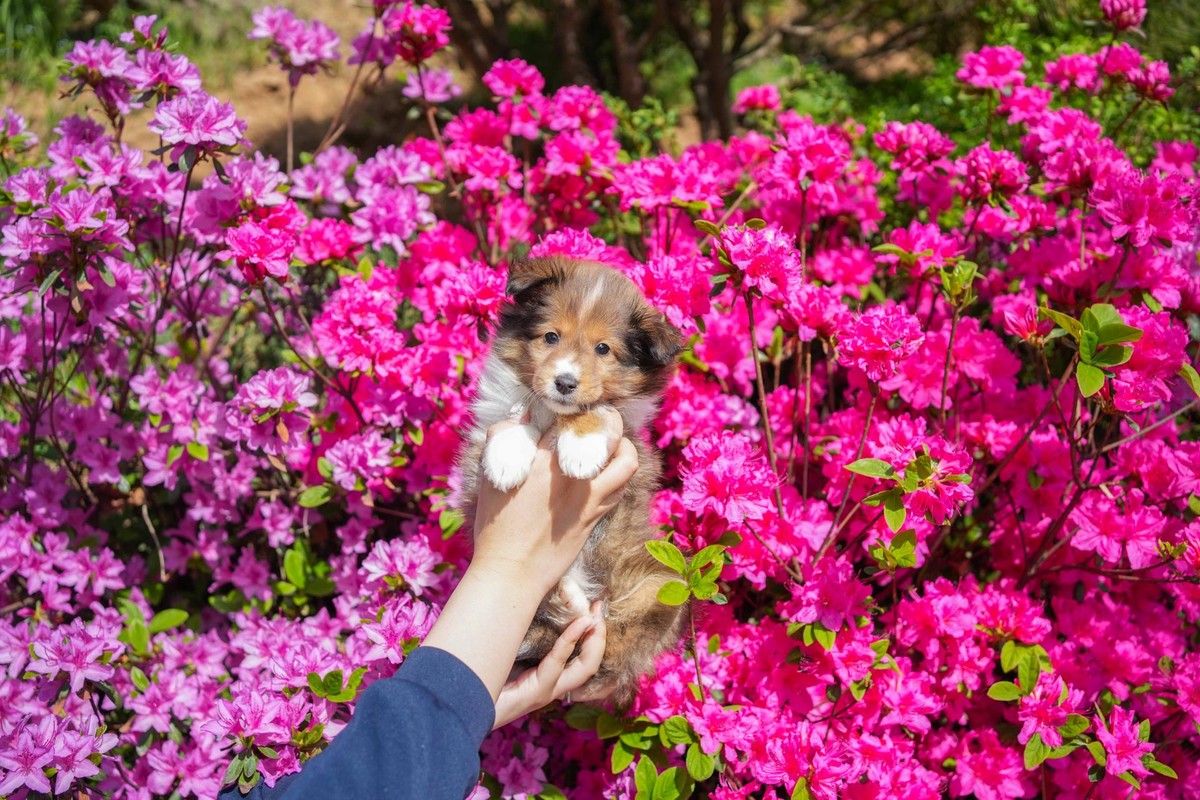 셔틀랜드쉽독분양 사랑스러운 애기 강아지 비누 웰시코기분양 프렌치불독분양 보스턴테리어분양 이탈리안그레이하운드분양 베들링턴테리어분양 셔틀랜드쉽독분양 코카스파니엘분양 퍼그분양
