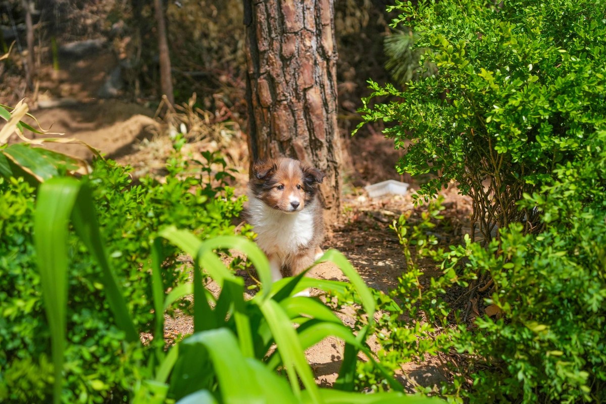 셔틀랜드쉽독분양 사랑스러운 애기 강아지 샤샤 웰시코기분양 프렌치불독분양 보스턴테리어분양 이탈리안그레이하운드분양 베들링턴테리어분양 셔틀랜드쉽독분양 코카스파니엘분양 퍼그분양