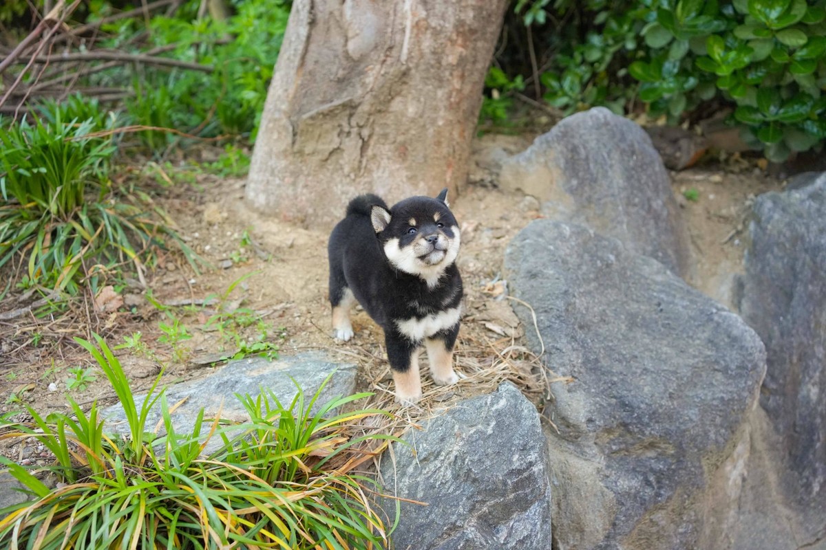 시바이누분양 사랑스러운 애기 강아지 춘식이 웰시코기분양 프렌치불독분양 보스턴테리어분양 이탈리안그레이하운드분양 베들링턴테리어분양 셔틀랜드쉽독분양 코카스파니엘분양 퍼그분양