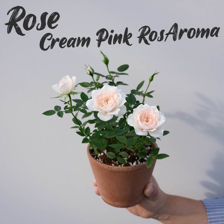 크림 핑크 로스아로마 /Cream Pink RosAroma 향장미 향기 꽃키우기 베란다정원