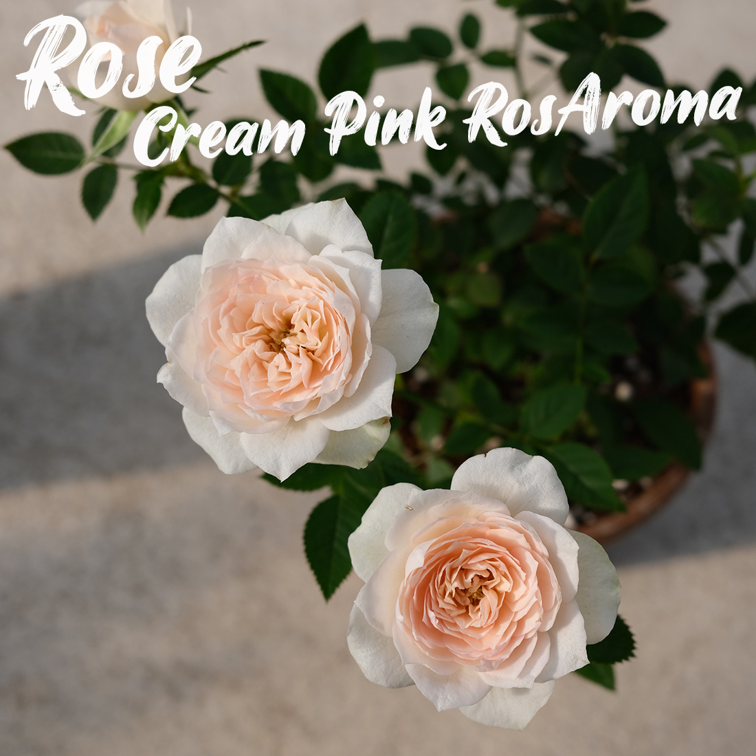 크림 핑크 로스아로마 /Cream Pink RosAroma 향장미 향기 꽃키우기 베란다정원