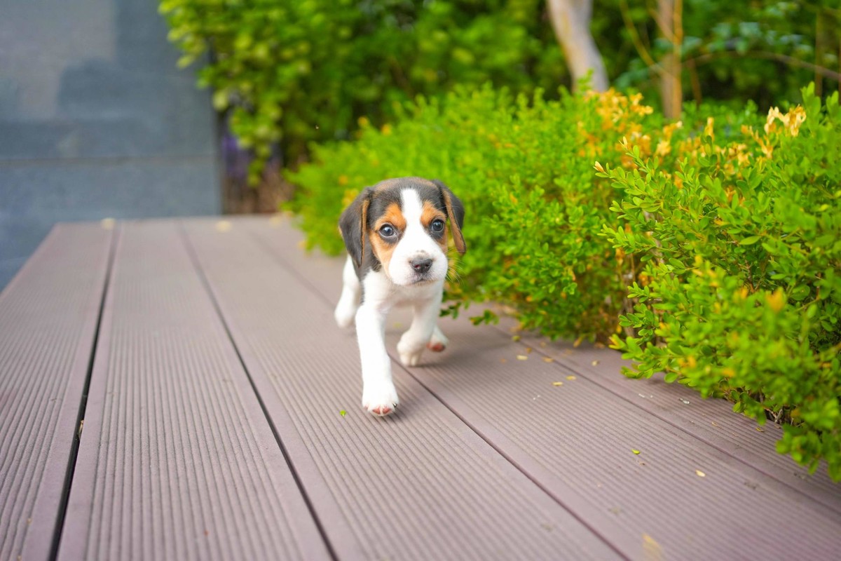 비글분양 사랑스러운 애기 강아지 덕순 웰시코기분양 프렌치불독분양 보스턴테리어분양 이탈리안그레이하운드분양 베들링턴테리어분양 셔틀랜드쉽독분양 코카스파니엘분양 퍼그분양 비글