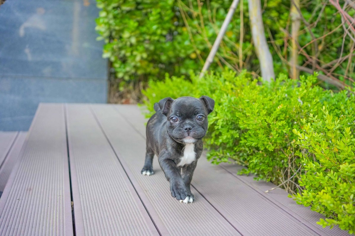 프렌치불독분양 사랑스러운 애기 강아지 프프 웰시코기분양 프렌치불독분양 보스턴테리어분양 이탈리안그레이하운드분양 베들링턴테리어분양 셔틀랜드쉽독분양 코카스파니엘분양 퍼그분양