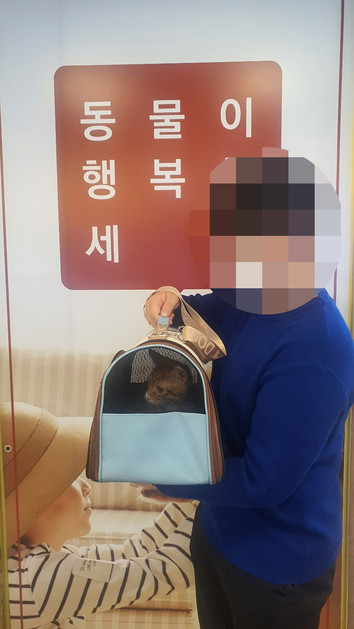 부산 2022 0233 코리안숏헤어 호비 책임분양 요크셔테리어무료입양사이트 웰시코기무료입양사이트 이탈리아그레이하운드무료입양사이트 치와와무료입양사이트 코카스파니엘무료입양