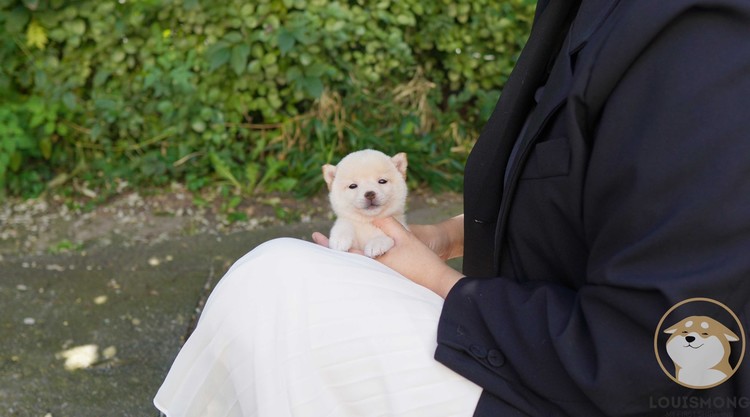 Erio : Louismong | KCJ Certified Mameshiba & Shiba Inu Breeder