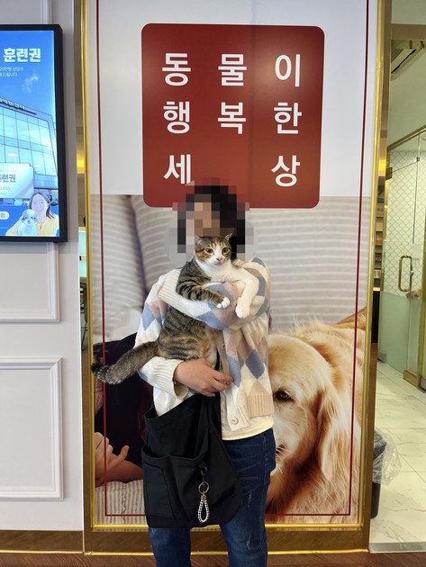 부산 2022 0239 코리안숏헤어 호비 책임분양 엑조틱크기 터키시앙고라크기 페르시안크기 하이랜드폴드크기 애완견크기 반려견크기 소형견무료입양사이트 중형견무료입양사이트