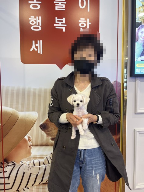 부산 2022 0235 말티즈 백구 책임분양 프렌치불독크기 빠삐용크기 파피용크기 사모예드크기 스피츠크기 시바견크기 시베리안허스키크기 시츄크기 요크셔테리어크기 웰시코기크기