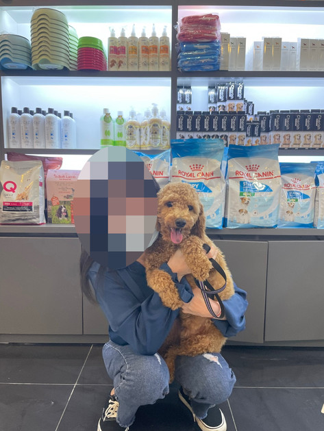 부산화명 2022 0100 푸들 대방 책임분양 푸숑책임분양 노르웨이숲책임분양 데본렉스책임분양 뱅갈책임분양 샴책임분양 셀커크렉스책임분양 스핑크스책임분양 아메리칸숏헤어책임