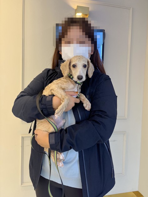 부산화명 2022 0104 푸들 구름이 책임분양 애완견성격 반려견성격 소형견크기 중형견크기 미니비숑프리제크기 토이푸들크기 골든리트리버크기 래브라도리트리버크기 닥스훈트크기