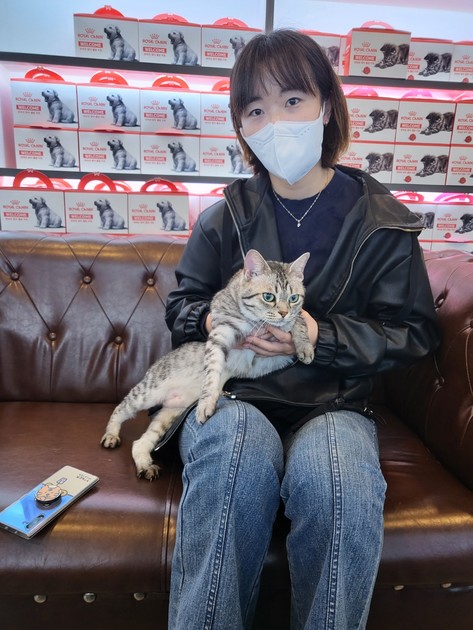 잠실 2022 0144 아메리칸숏헤어 별 책임분양 유기견입양 유기묘입양 강아지입양 소형견입양 중형견입양 대형견입양 말티즈입양 말티푸입양 비숑프리제입양 미니비숑프리제입양