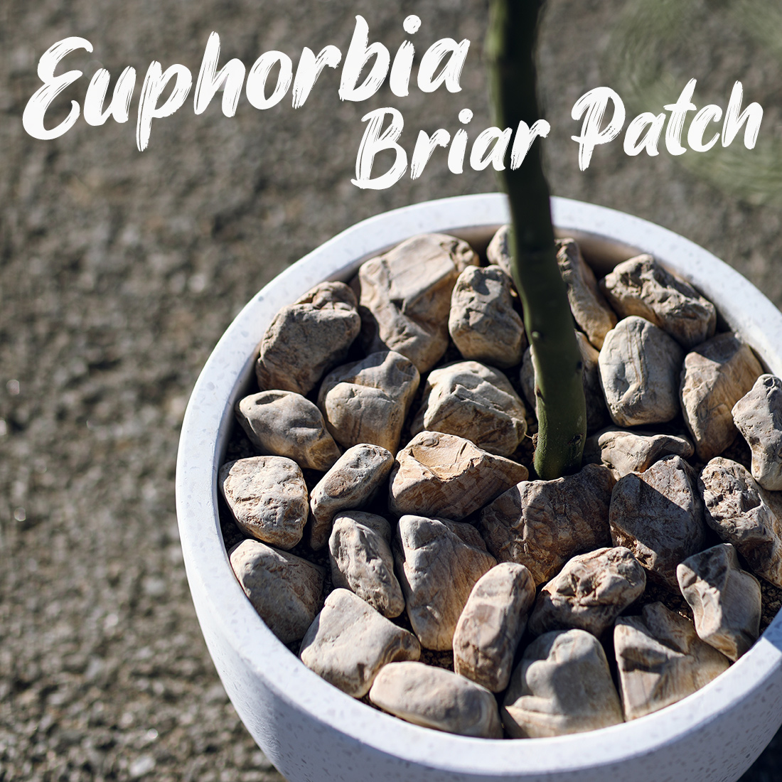 유포르비아 브리어 패치 (청각산호) + 화이트 테라조 팟 / 청산호 연필선인장 개업화분 승진화분 특이한식물