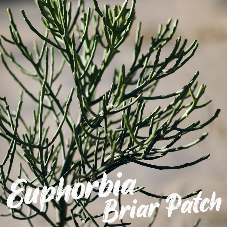 유포르비아 브리어 패치 (청각산호) + 화이트 테라조 팟 / 청산호 연필선인장 개업화분 승진화분 특이한식물