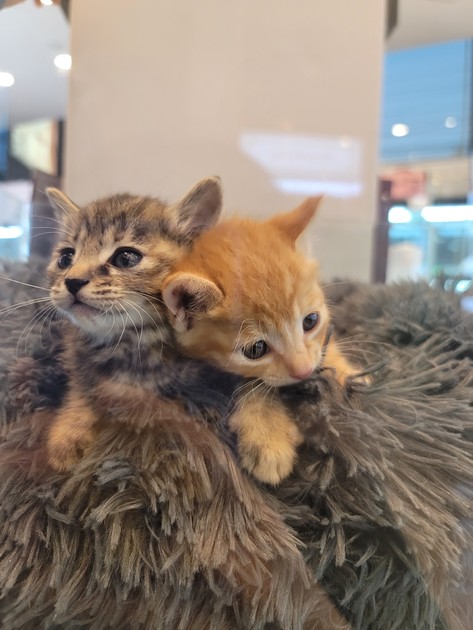 청주 2022 0069 코리안숏헤어 참깨치즈 책임분양 강아지분리불안 골든리트리버분양가 시바견무료분양 인천강아지무료분양 푸숑 푸들분양가 아기고양이 무료애견분양 강아지