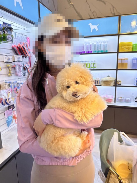 강남 2022 0077 푸들 만두 책임분양 푸숑책임분양 노르웨이숲책임분양 데본렉스책임분양 뱅갈책임분양 샴책임분양 셀커크렉스책임분양 스핑크스책임분양 아메리칸숏헤어책임분양