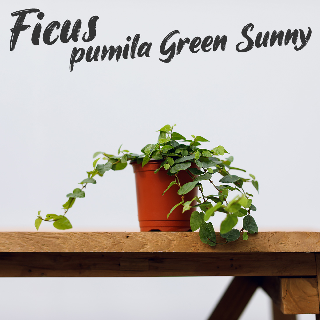 Ficus pumila 'Green Sunny' 휘커스 푸밀라 그린써니 / 덩굴식물 푸미라 플랜테리어
