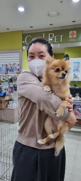 안양 2022 0075 포메라니안 꼬미 책임분양 이탈리아그레이하운드입양 치와와입양 폼스키입양 폼치입양 폼피츠입양 푸숑입양 고양이입양 랙돌입양 러시안블루입양 먼치킨입양