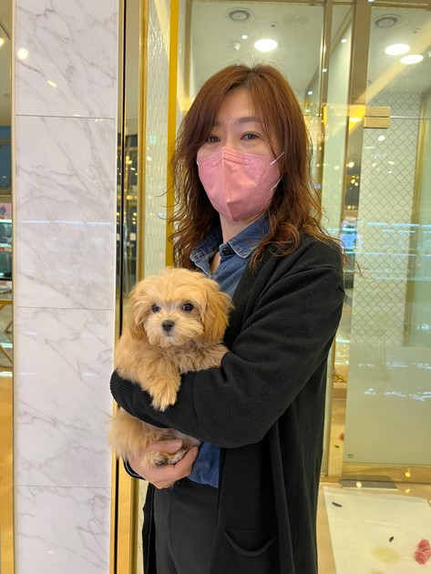 천안 2022 0108 말티푸 코코 책임분양 애완견성격 반려견성격 소형견크기 중형견크기 미니비숑프리제크기 토이푸들크기 골든리트리버크기 래브라도리트리버크기 닥스훈트크기