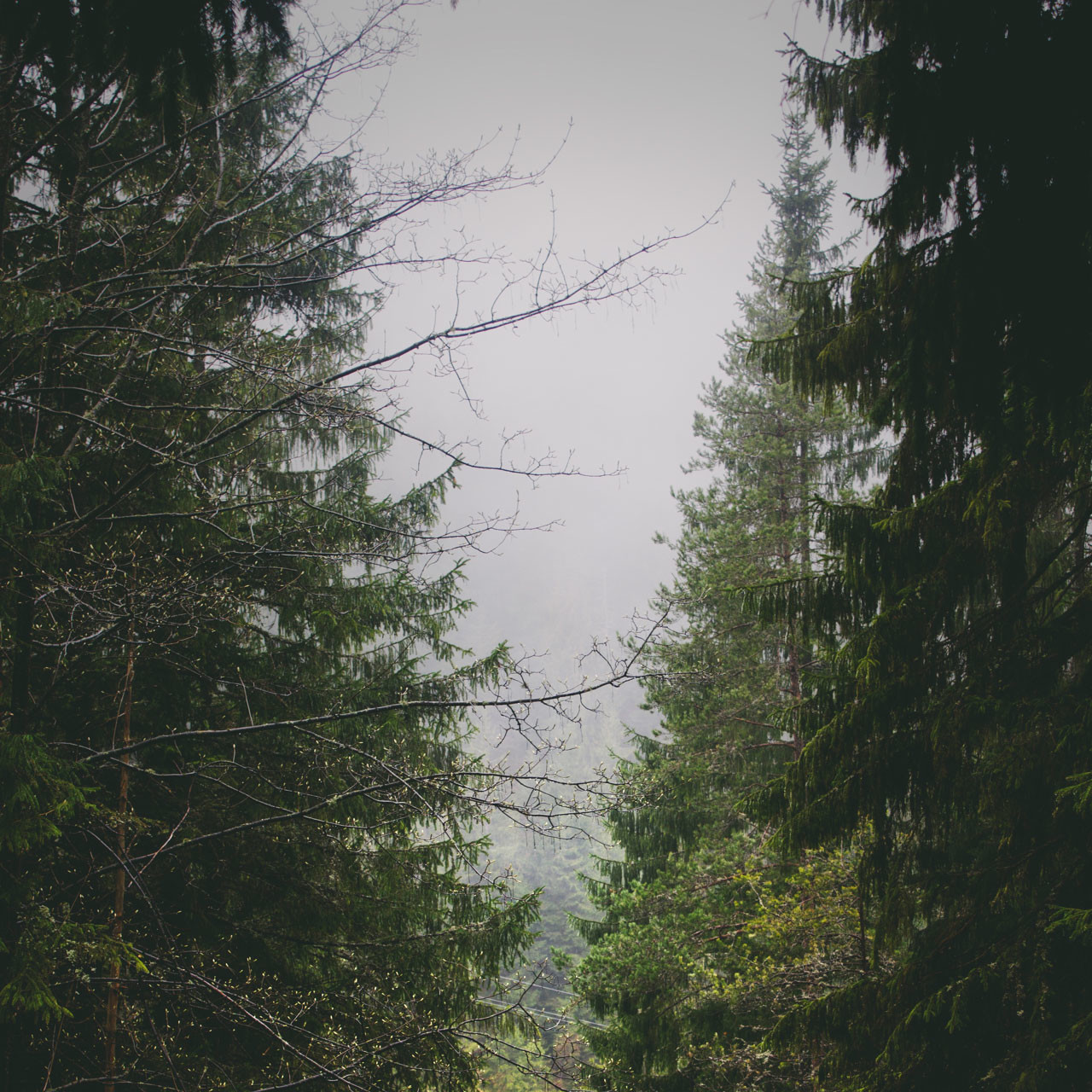 illusoria 일루소리아