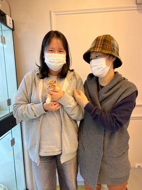 천안 2022 0112 코리안숏헤어 진이 책임분양 프렌치불독크기 빠삐용크기 파피용크기 사모예드크기 스피츠크기 시바견크기 시베리안허스키크기 시츄크기 요크셔테리어크기