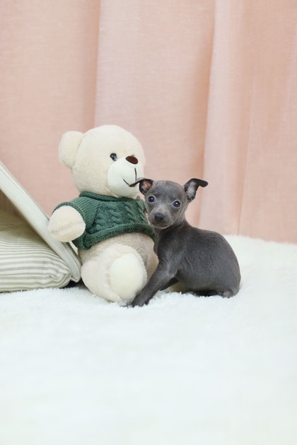 이탈리안그레이하운드분양 사랑스러운 애기 강아지 요요 웰시코기분양 프렌치불독분양 보스턴테리어분양 이탈리안그레이하운드분양 베들링턴테리어분양 셔틀랜드쉽독분양 코카스파니엘분양