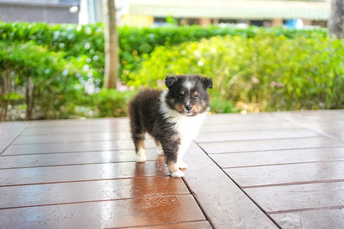 셔틀랜드쉽독분양 사랑스러운 애기 강아지 요요 웰시코기분양 프렌치불독분양 보스턴테리어분양 이탈리안그레이하운드분양 베들링턴테리어분양 셔틀랜드쉽독분양 코카스파니엘분양 퍼그분양