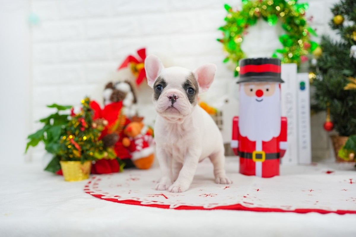 프렌치불독분양 사랑스러운 애기 강아지 미미 웰시코기분양 프렌치불독분양 보스턴테리어분양 이탈리안그레이하운드분양 베들링턴테리어분양 셔틀랜드쉽독분양 코카스파니엘분양 퍼그분양
