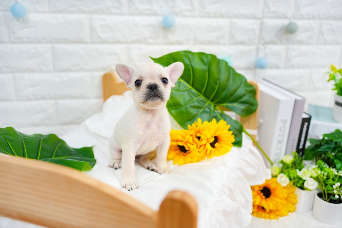 프렌치불독분양 사랑스러운 애기 강아지 망망이 웰시코기분양 프렌치불독분양 보스턴테리어분양 이탈리안그레이하운드분양 베들링턴테리어분양 셔틀랜드쉽독분양 코카스파니엘분양 퍼그분양