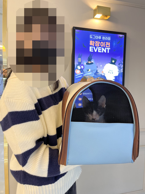 코리안숏헤어 반점 엑조틱크기 터키시앙고라크기 페르시안크기 하이랜드폴드크기 애완견크기 반려견크기 소형견무료입양사이트 중형견무료입양사이트 대형견무료입양사이트 미니비숑프리제무료