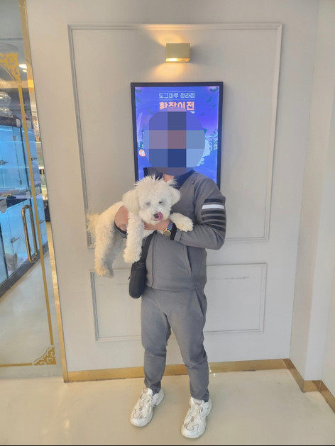 말티숑 하루 폼스키크기 폼치크기 폼피츠크기 푸숑크기 노르웨이숲크기 데본렉스크기 뱅갈크기 샴크기 셀커크렉스크기 스핑크스크기