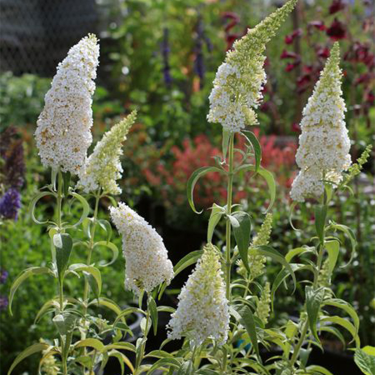 붓들레아 화이트 프로퓨션 White Profusion