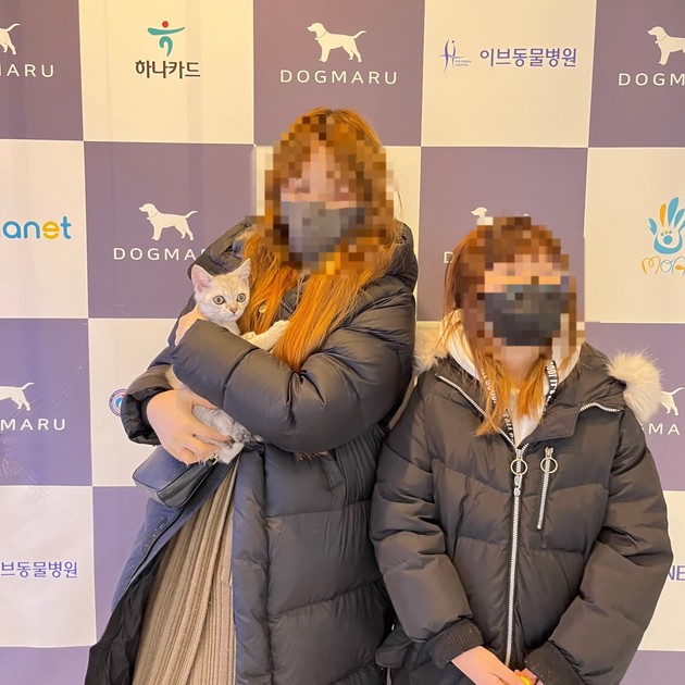 브리티쉬숏헤어 치치 말티즈크기 말티푸크기 푸들크기 먼치킨크기 랙돌크기 브리티쉬숏헤어크기 스코티쉬폴드크기 러시안블루크기 강아지크기 고양이크기 유기견임시보호 유기묘임시보호