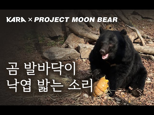 곰 발바닥이 낙엽 밟는 소리 : 자료실