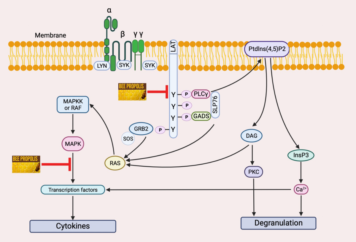 2022년, Propolis suppresses IgE-mediated mast cell degranulation by ...