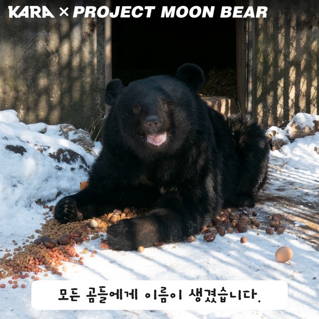모든 곰들에게 이름이 생겼습니다. : 곰 보금자리 프로젝트 : Project Moon Bear