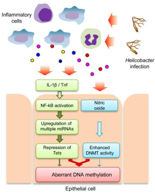 Autoimmune gastritis induces aberrant DNA methylation reflecting its ...