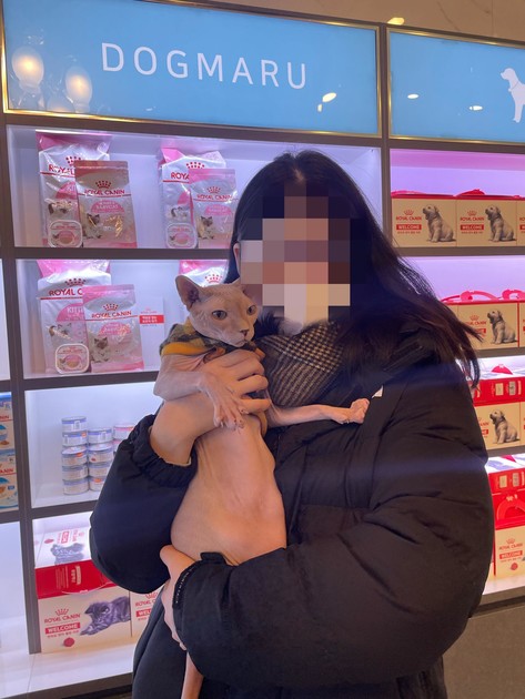 스핑크스 고양돌 프렌치불독크기 빠삐용크기 파피용크기 사모예드크기 스피츠크기 시바견크기 시베리안허스키크기 시츄크기 요크셔테리어크기 웰시코기크기 이탈리아그레이하운드크기 치와와