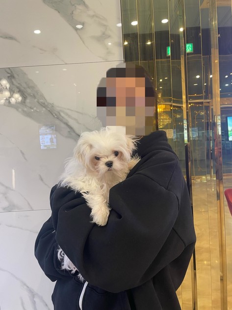 말티즈 우유 폼스키크기 폼치크기 폼피츠크기 푸숑크기 노르웨이숲크기 데본렉스크기 뱅갈크기 샴크기 셀커크렉스크기 스핑크스크기