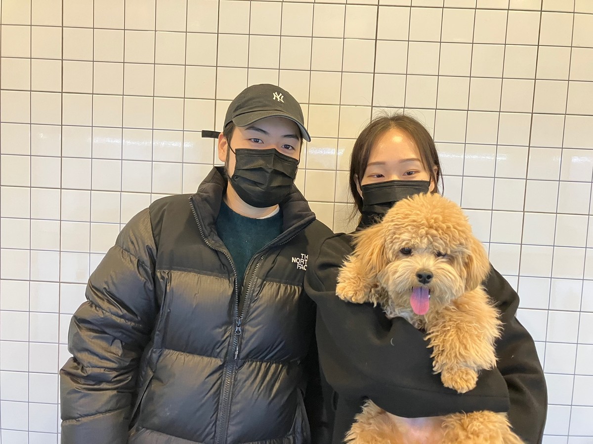 말티푸 라떼 말티즈크기 말티푸크기 푸들크기 먼치킨크기 랙돌크기 브리티쉬숏헤어크기 스코티쉬폴드크기 러시안블루크기 강아지크기 고양이크기 유기견임시보호 유기묘임시보호 강아지임시