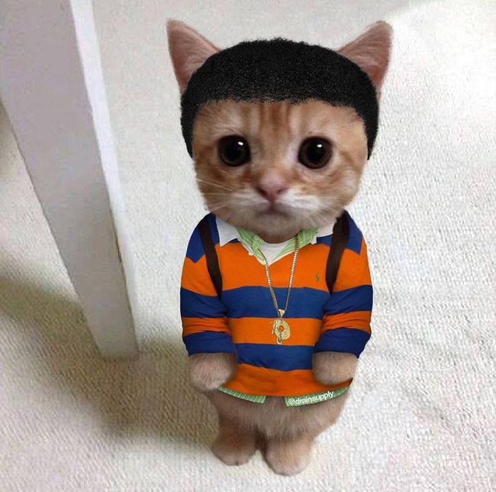 연예인 패션 고양이 🐈‍⬛ : 데일리패션뉴스 - dafanew