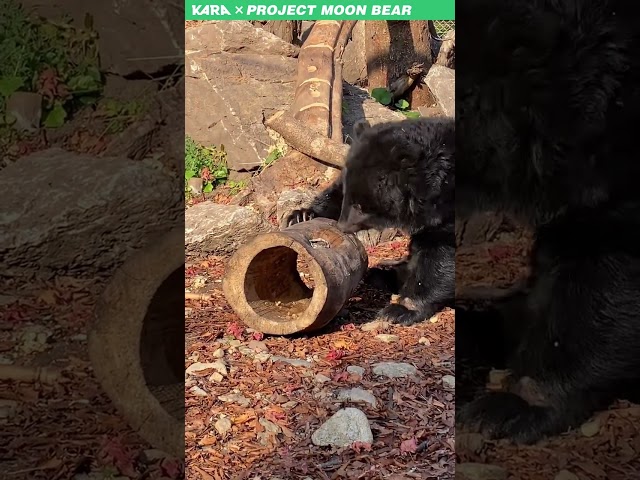 여러분들이 보내주신 꿀과 건조과일 이렇게 쓰고 있습니다! : 곰 보금자리 프로젝트 : Project Moon Bear