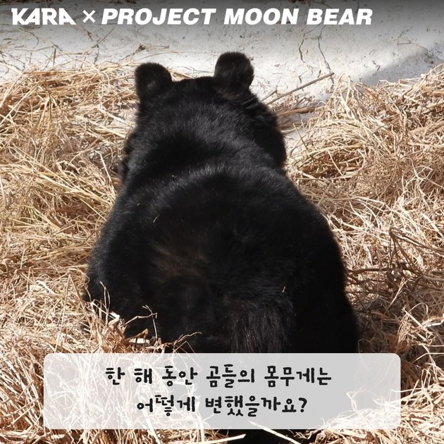 한 해 동안 곰들의 몸무게는 어떻게 변했을까요? : 곰 보금자리 프로젝트 : Project Moon Bear