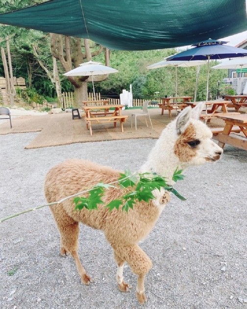ALPACA CAFES IN KOREA : WINTERFRIEND